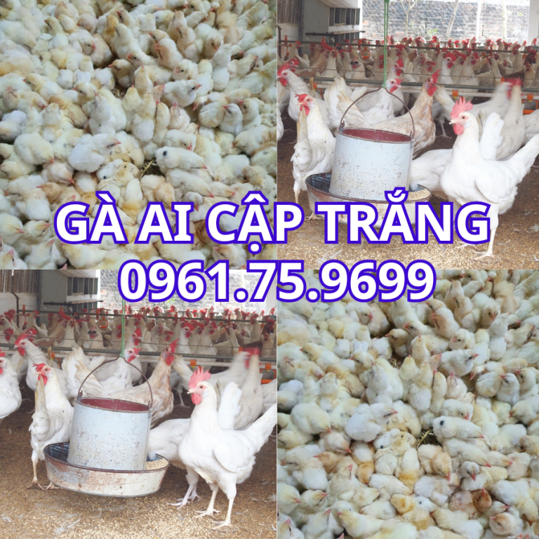 Ngan bị ngáp rướn cổ thở, chảy nước mũi là bị bệnh gì? – TRẠI GIỐNG GIA ...