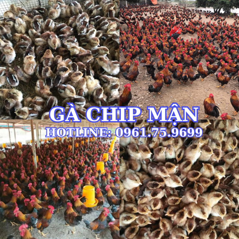 Bệnh ORT trên gà – gà ngáp rồi chết vì sao, điều trị thế nào? – TRẠI ...